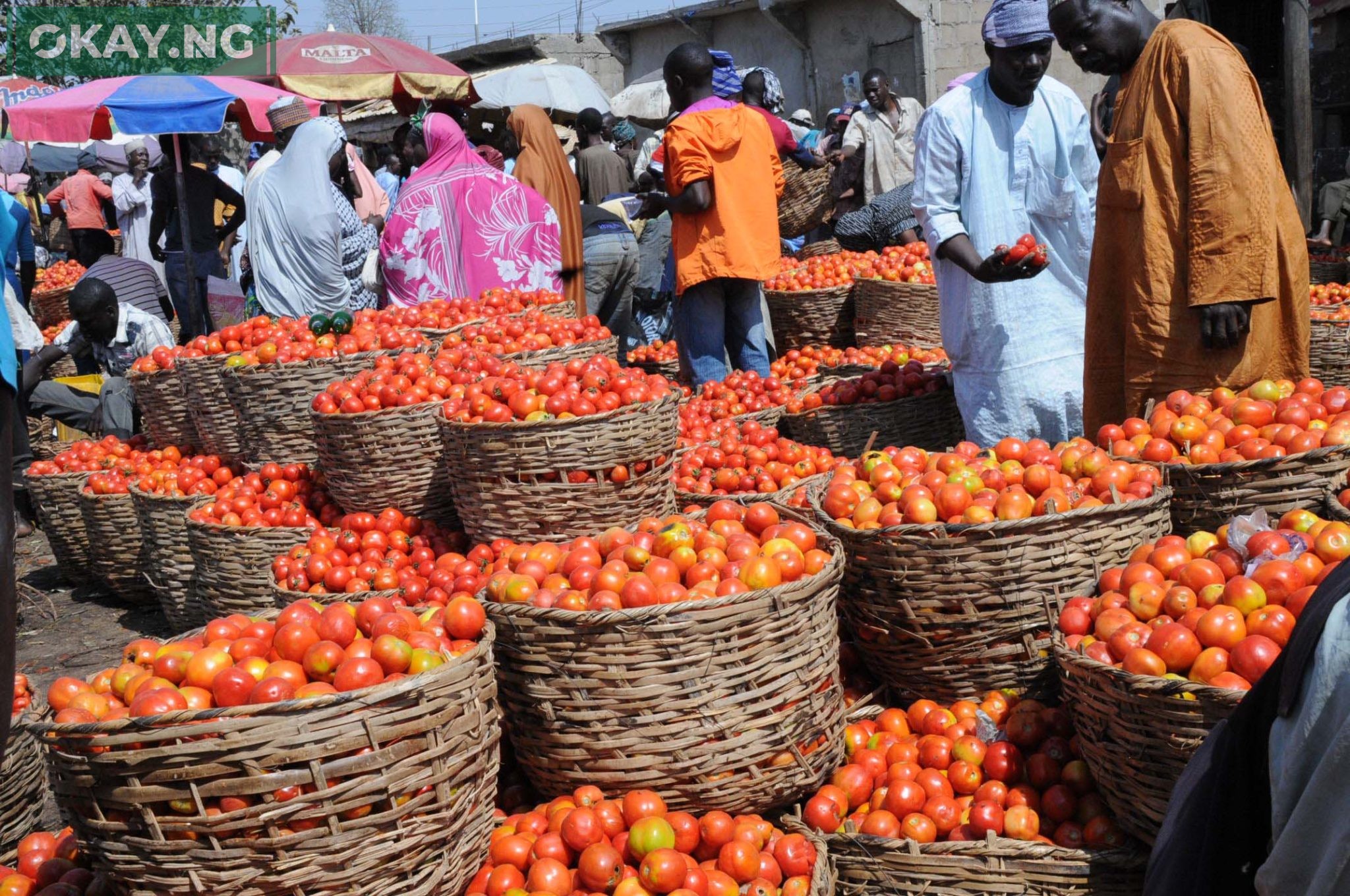 Mile 12 Market Price Update for Tomatoes, Rodo, Others (October 16 ...